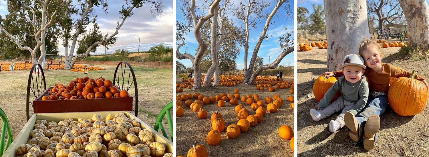 Top Pumpkin Farms for Patch Makers and Embroiders – Rush Patch